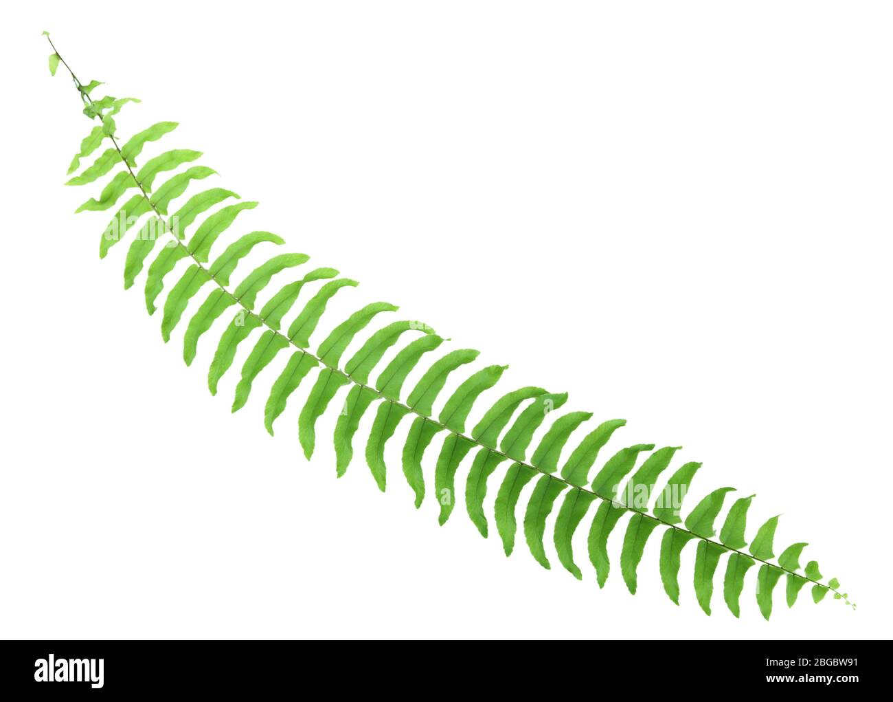 Fern branch isolated on white Stock Photo - Alamy