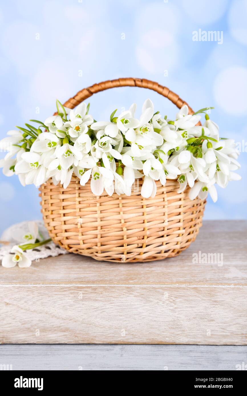 Beautiful snowdrops in wicker basket, on blue background Stock Photo ...