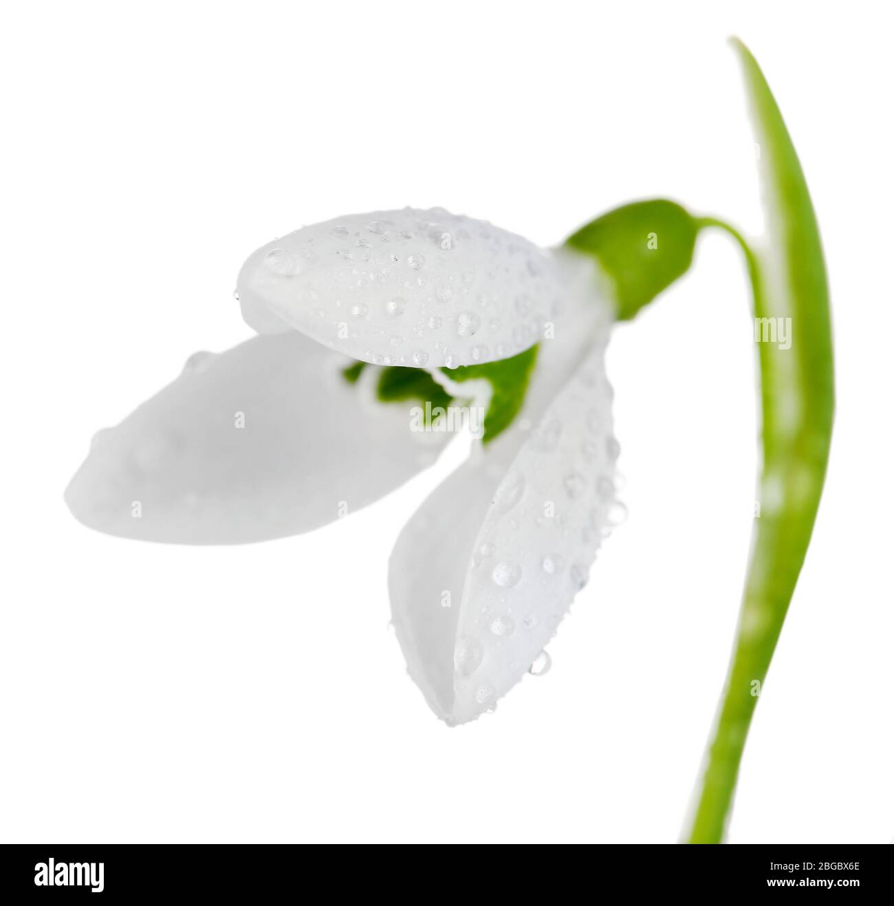 Beautiful snowdrop, isolated on white Stock Photo - Alamy