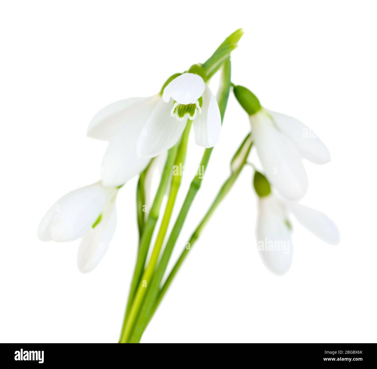Snowdrop detail Cut Out Stock Images & Pictures - Alamy