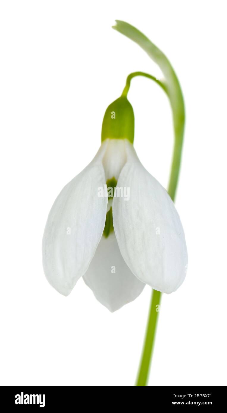 Beautiful snowdrop, isolated on white Stock Photo - Alamy