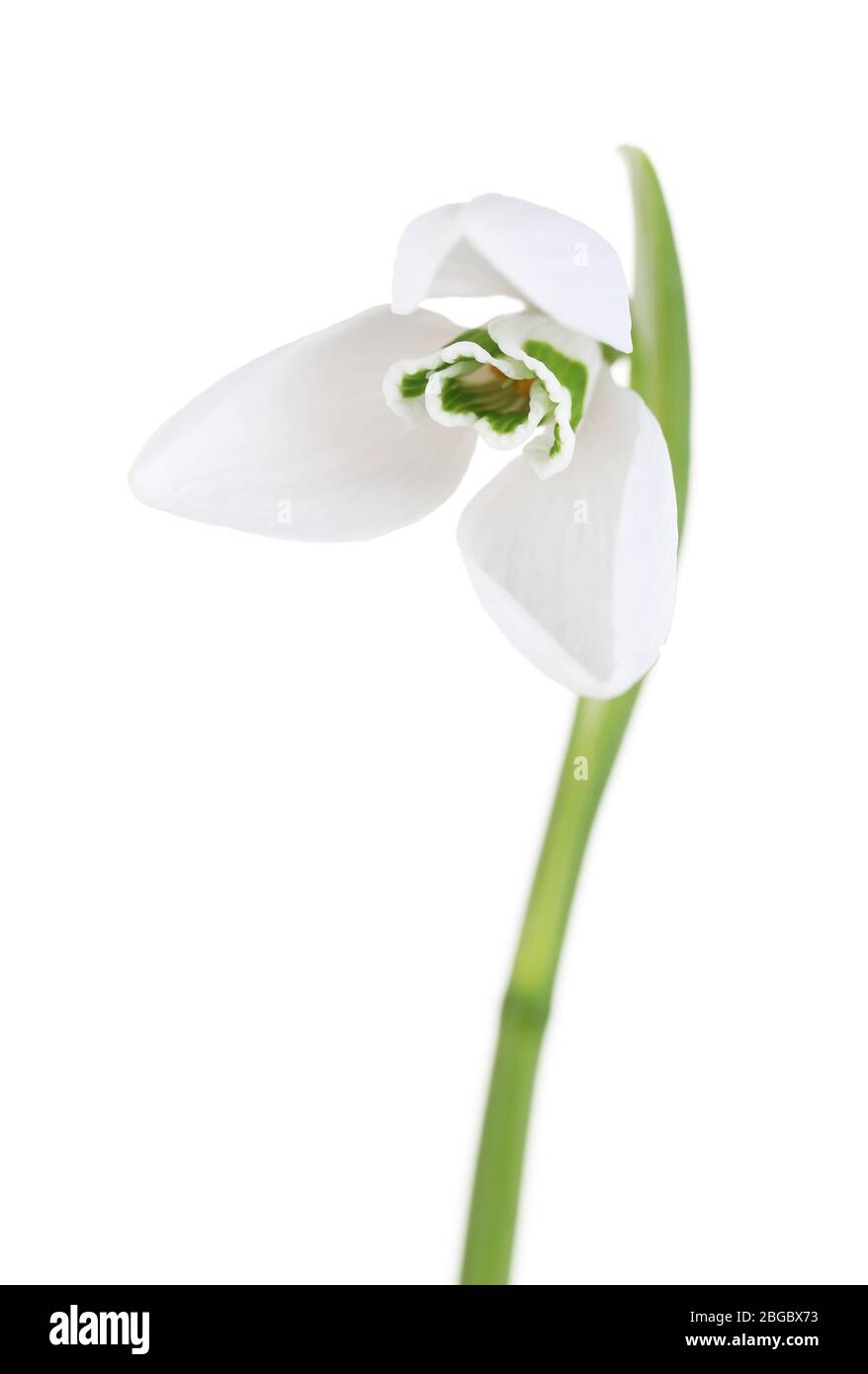 Snowdrop detail Cut Out Stock Images & Pictures - Alamy