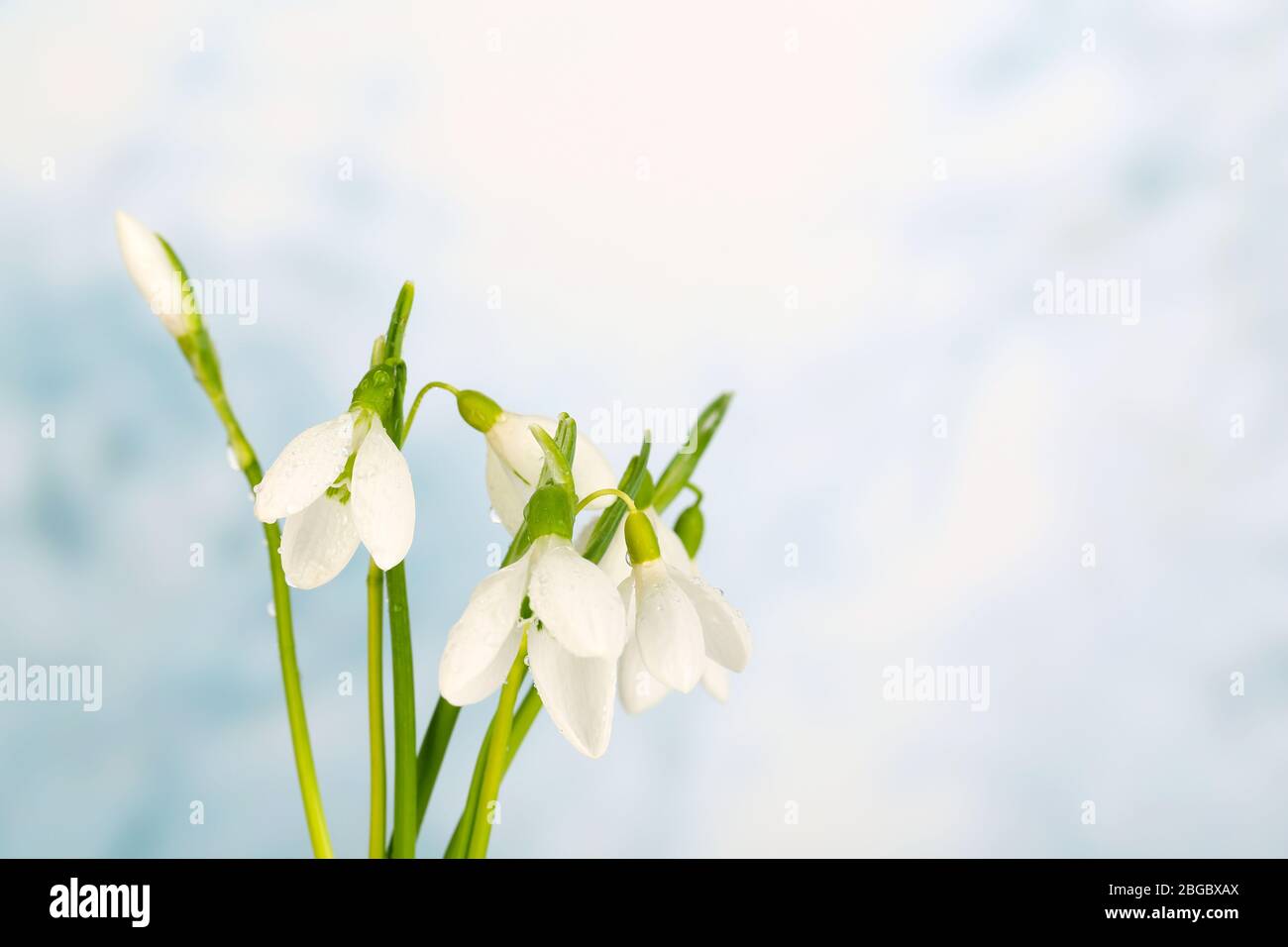 Snowdrop drops dew on hi-res stock photography and images - Alamy