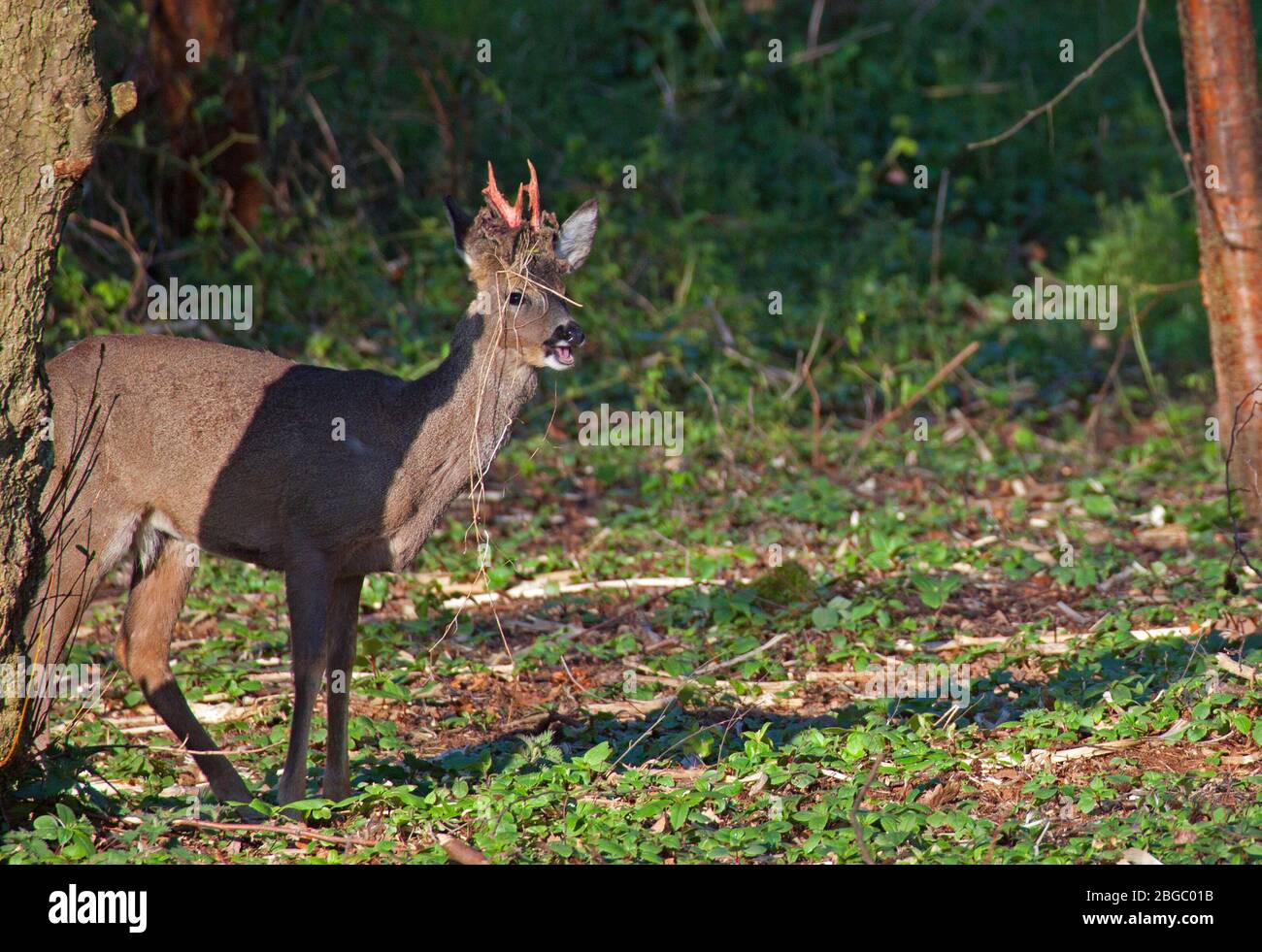 Mesolithic period hi-res stock photography and images - Alamy