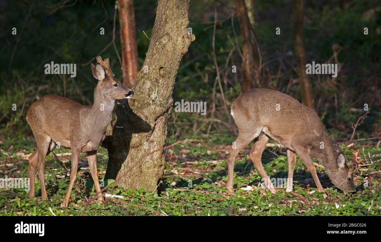 Edinburgh, Scotland, UK. 21st April 2020. Roe Deer (Bucks) forage in a ...