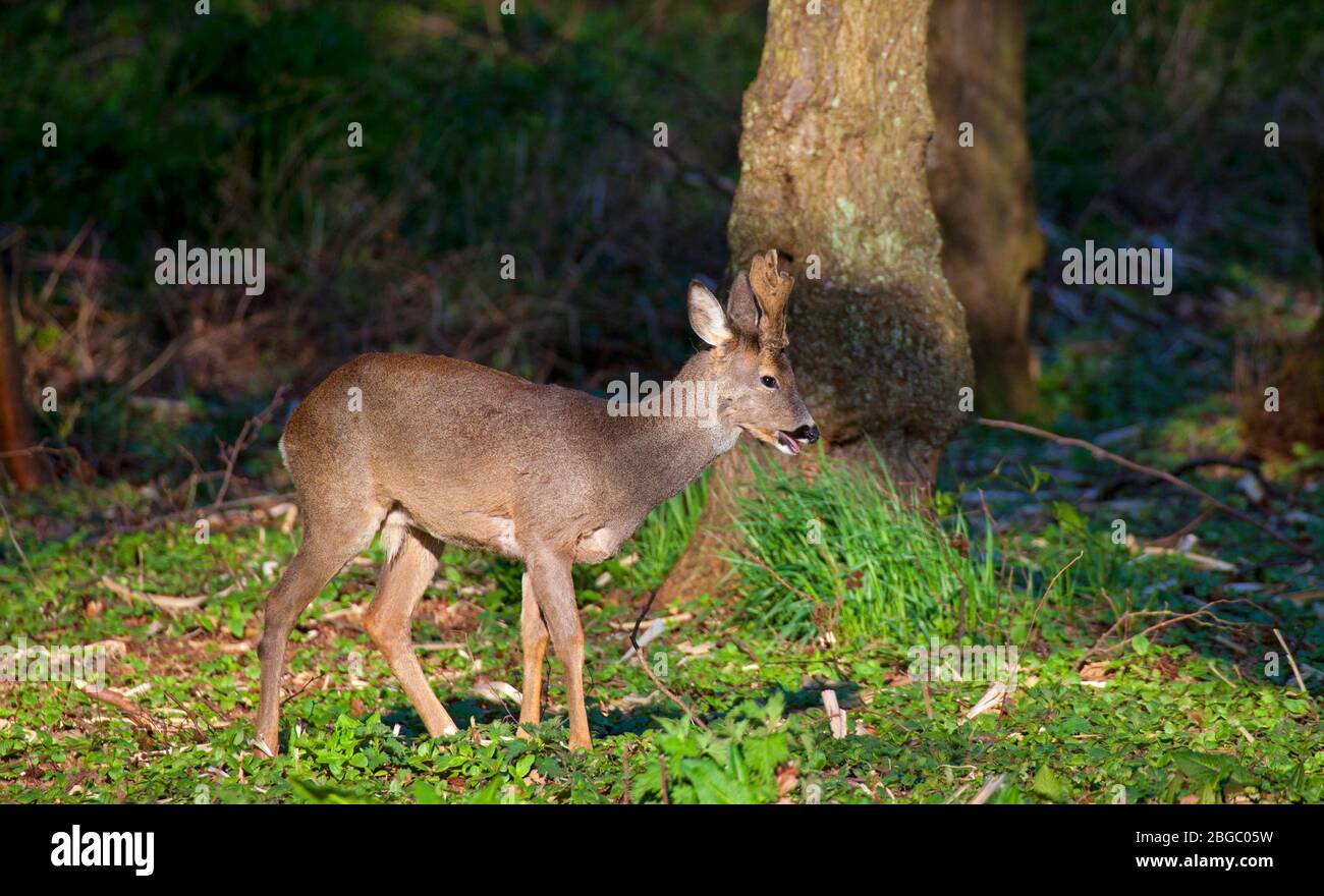Edinburgh, Scotland, UK. 21st April 2020. Roe Deer (Bucks) forage in a ...