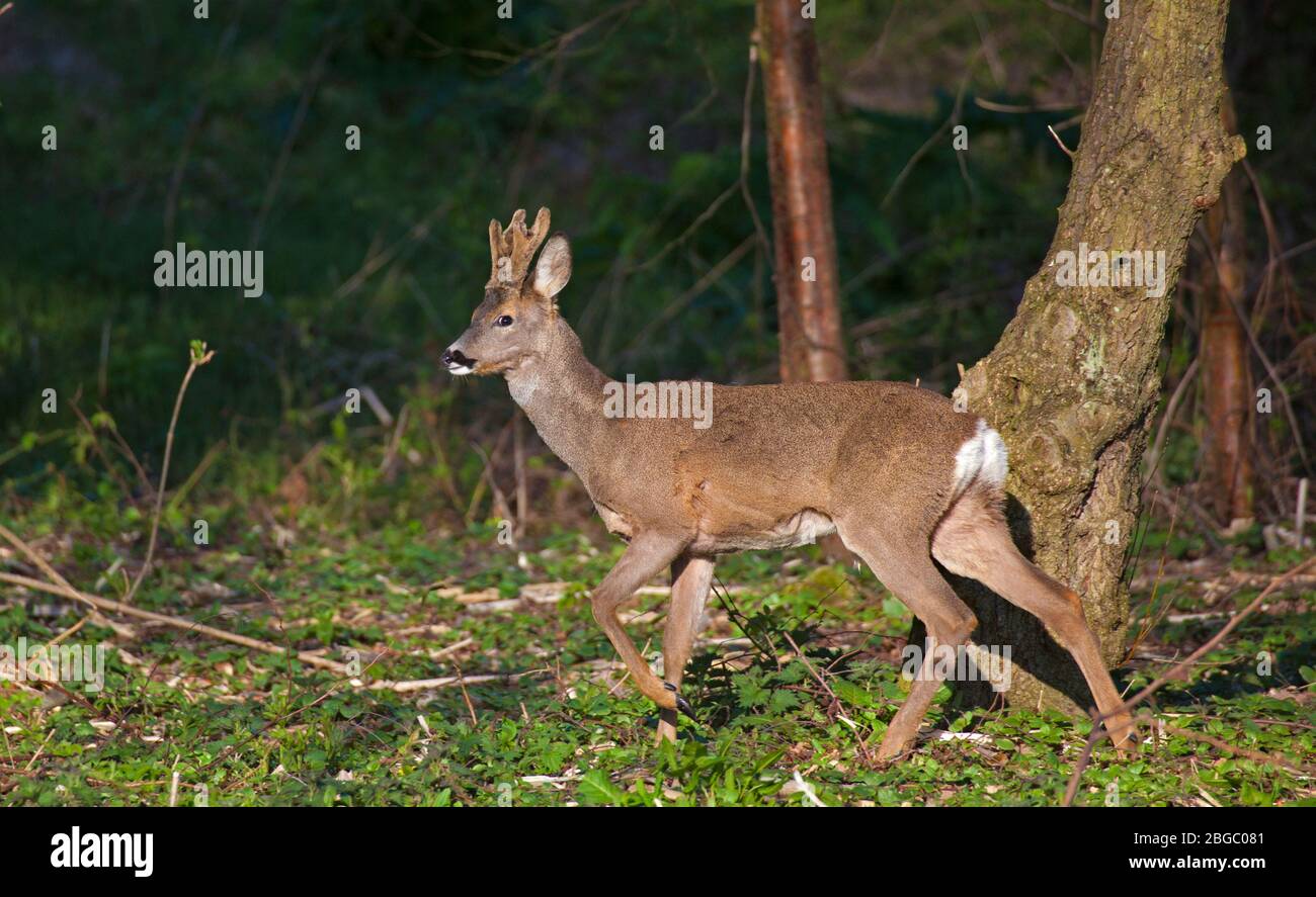 Edinburgh, Scotland, UK. 21st April 2020. Roe Deer (Bucks) forage in a ...