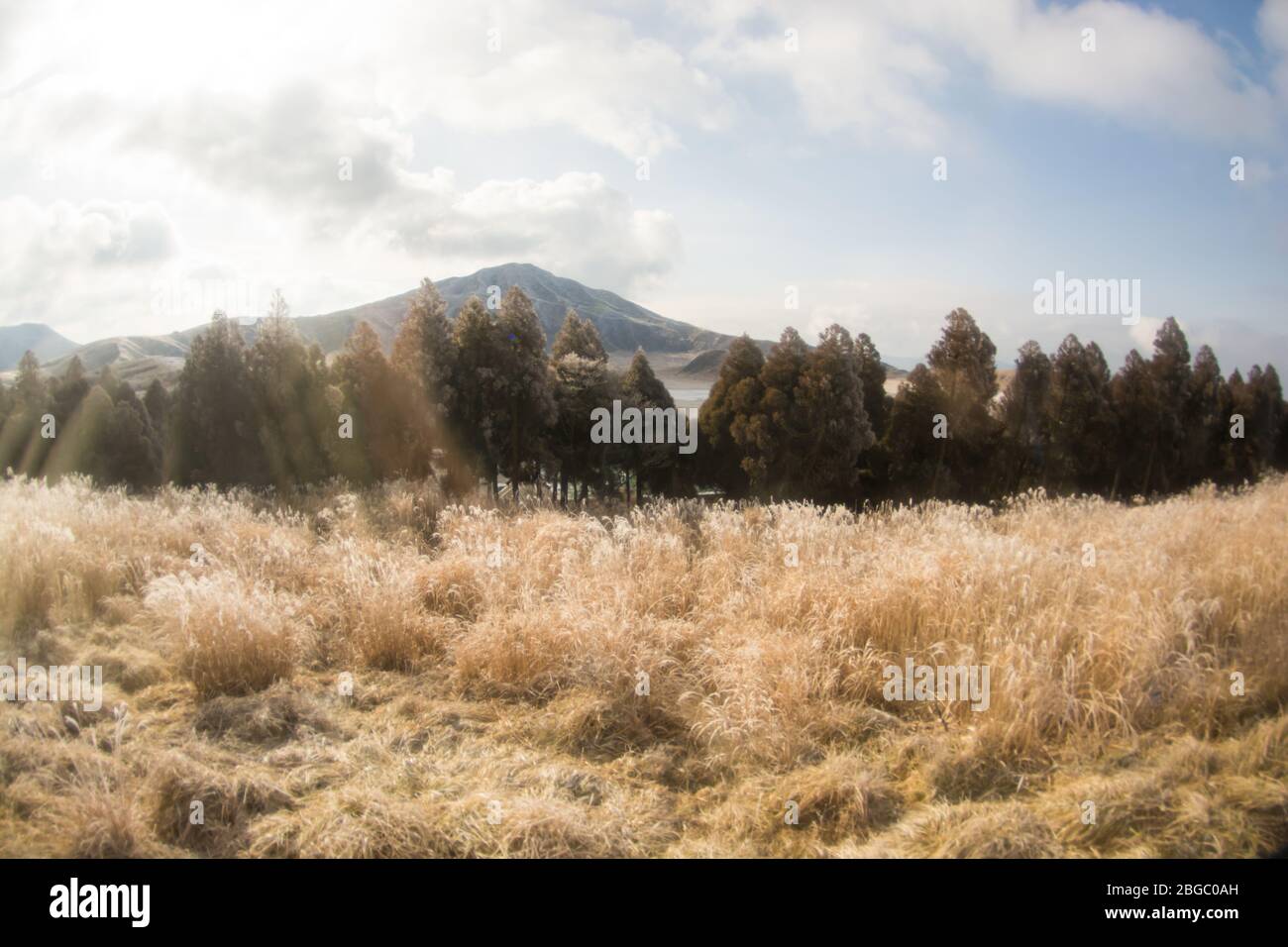 Mount Aso and Kusasenri in winter. covered by golden yellow grassland ...