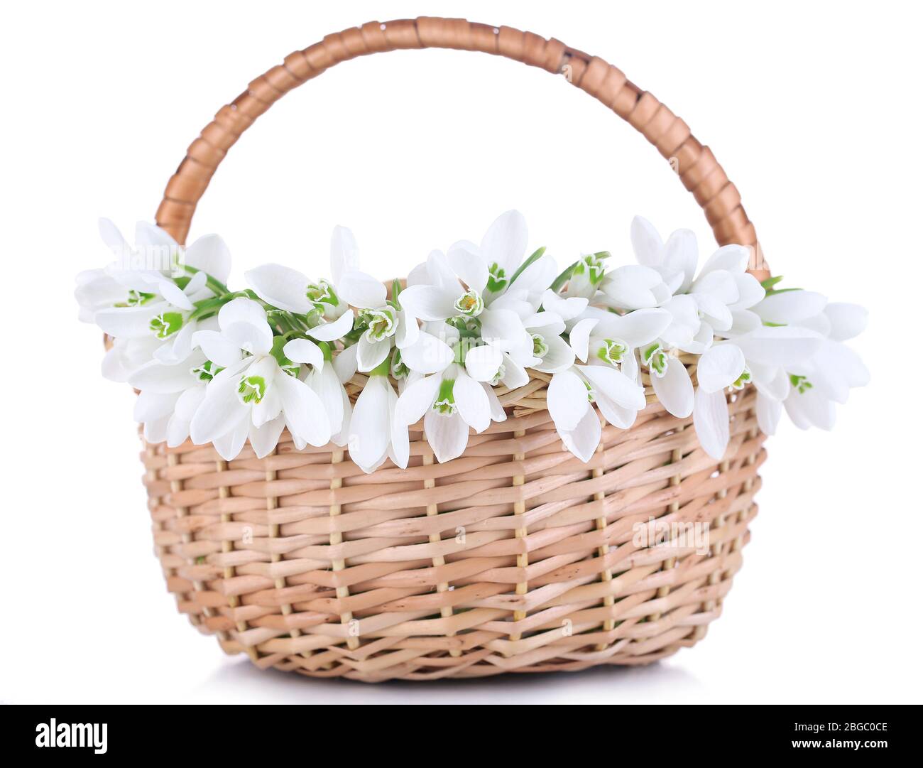 Beautiful snowdrops in basket, isolated on white Stock Photo - Alamy