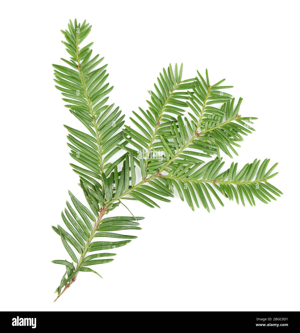 Juniper beautiful Cut Out Stock Images & Pictures - Alamy