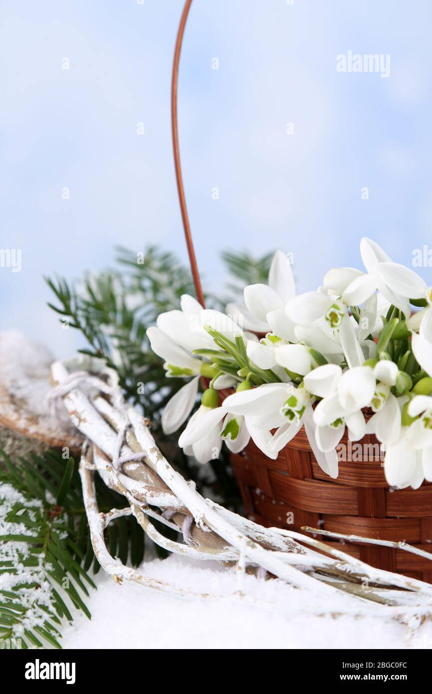 Beautiful bouquet of snowdrops in wicker basket on snow Stock Photo - Alamy