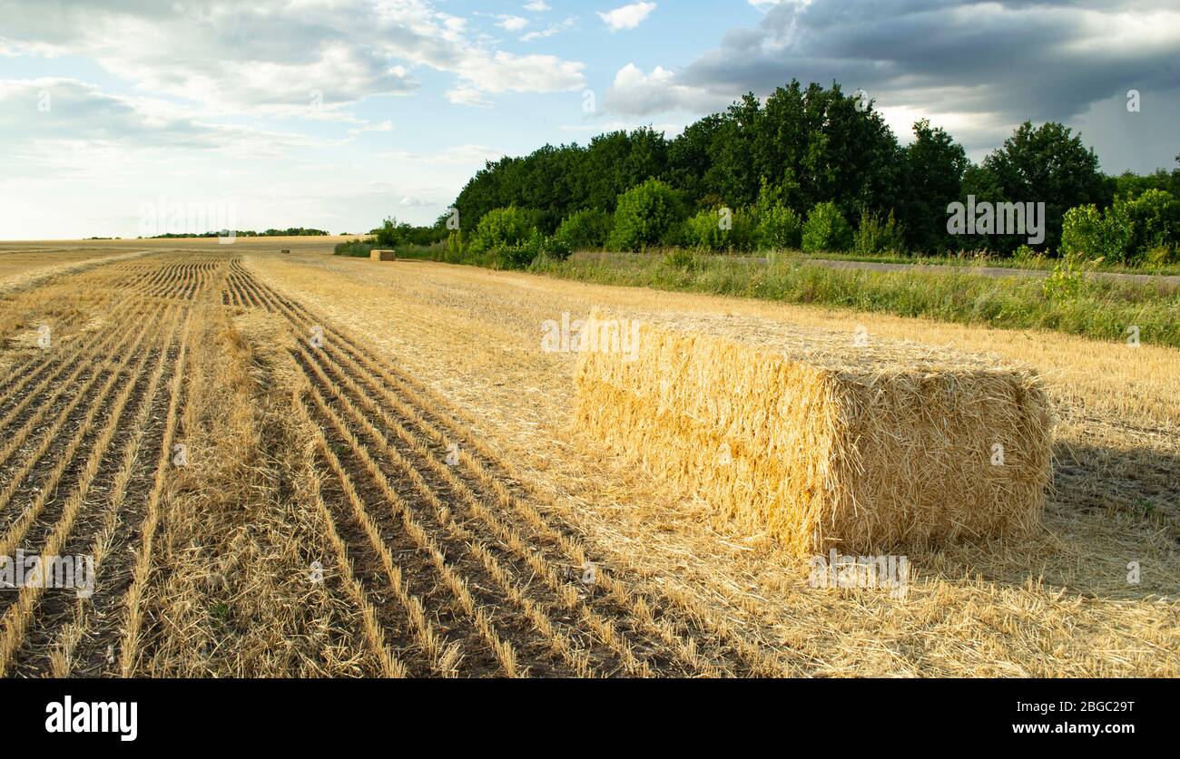A Haystack field agricultural crop and wheat fields Stock Photo - Alamy