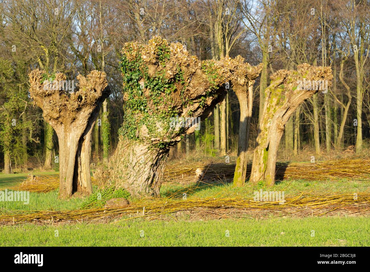 Pollard willow after the back cut, North Rhine-Westphalia, Germany ...