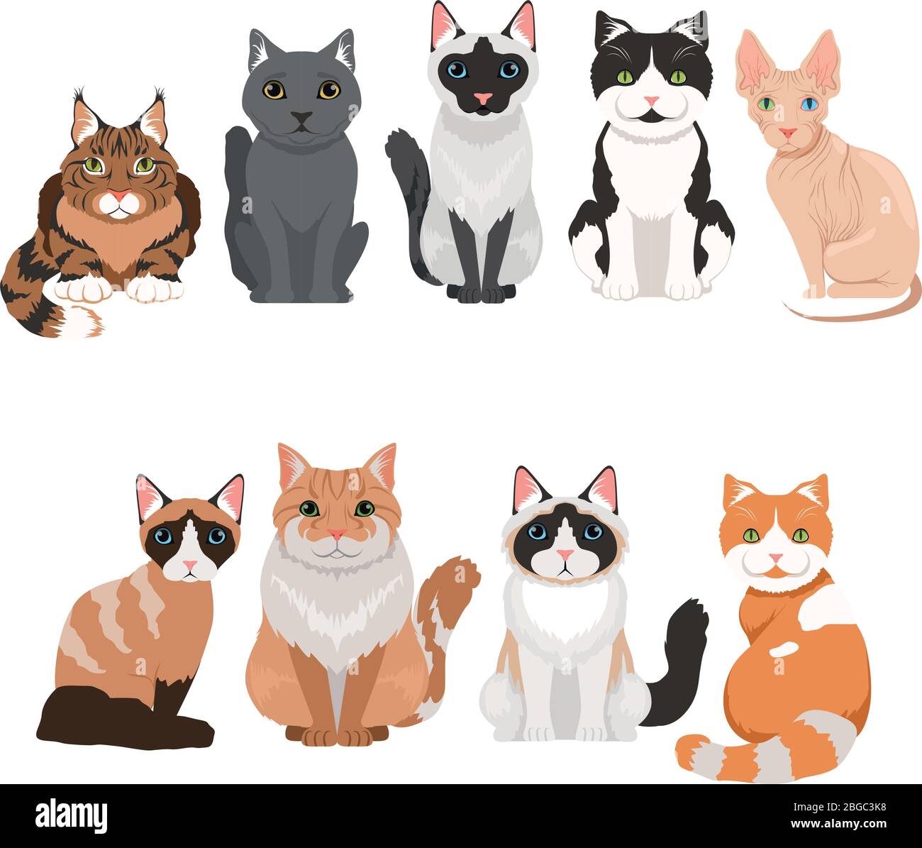 Domestic cats in cartoon style. Vector illustrations isolate on white ...