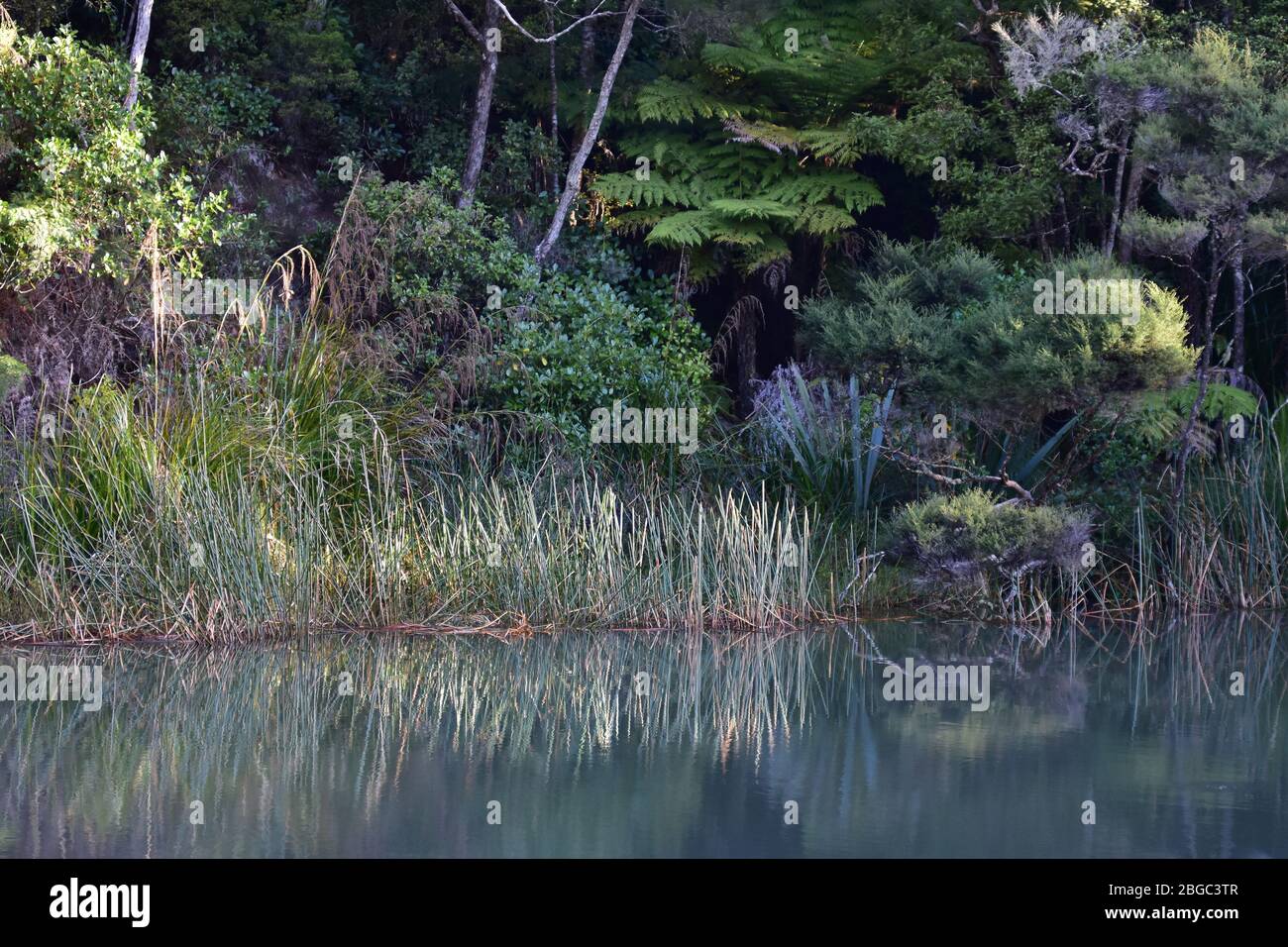 Reeds on lake shore reflecting in mirror flat surface with giant ferns ...
