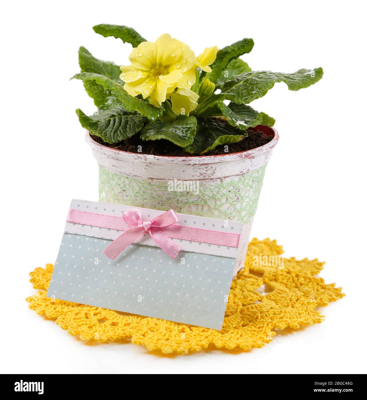 Yellow primrose in pot on color napkin isolated on white Stock Photo ...