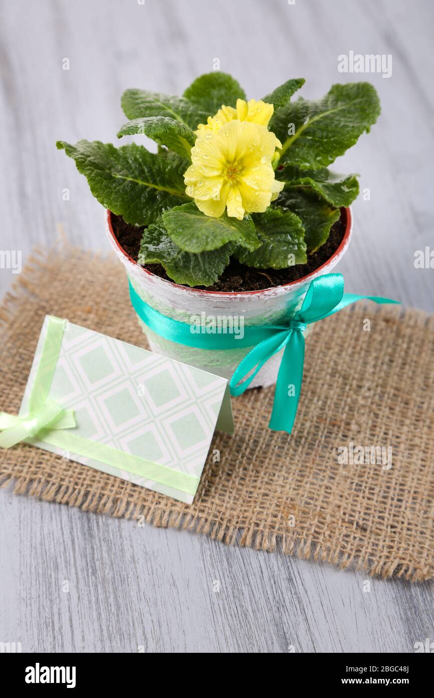 Yellow primrose in pot on napkin on wooden background Stock Photo - Alamy