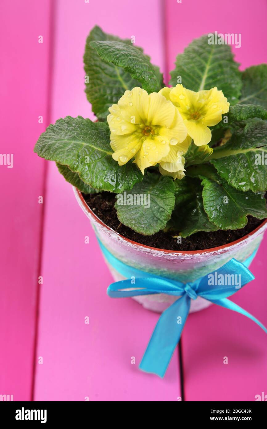 Yellow primrose in pot on wooden background Stock Photo - Alamy