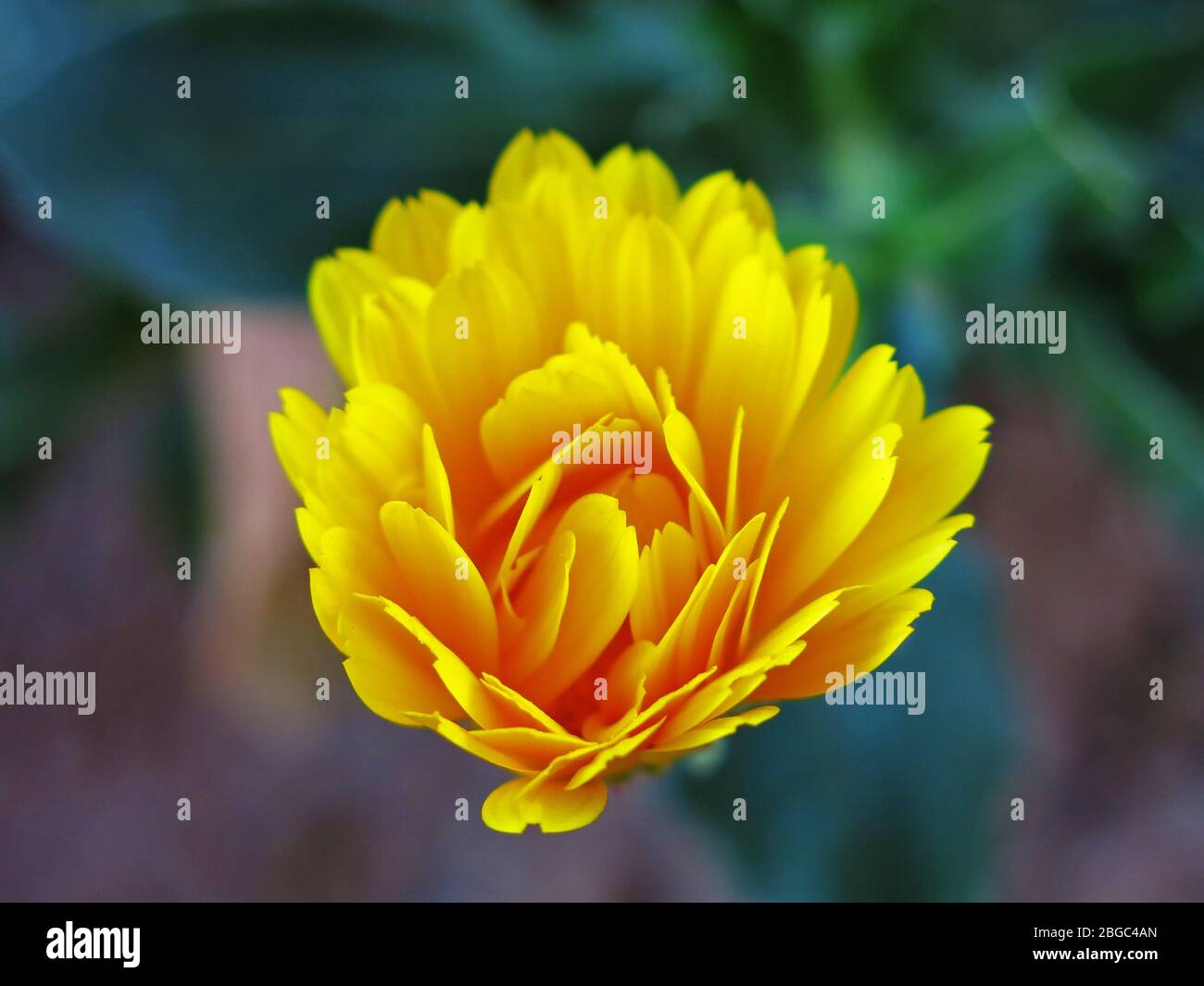 Macro photography of a yellow flower bud opening Stock Photo - Alamy