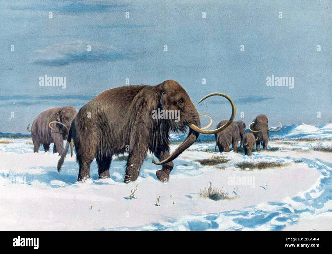 Mastodon Ice Age