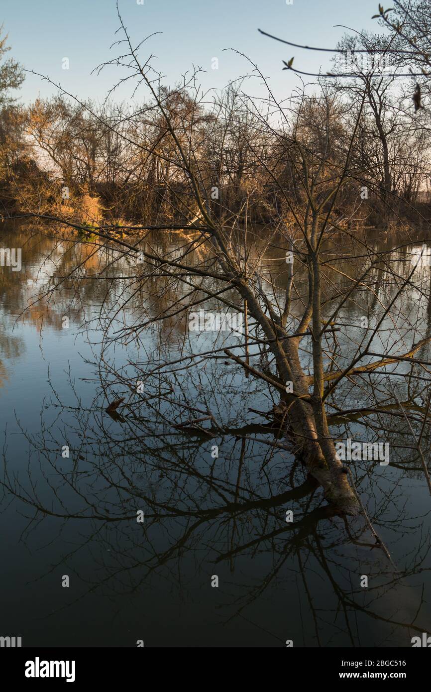 Morning in the early spring season at a Little Danube river, creating ...