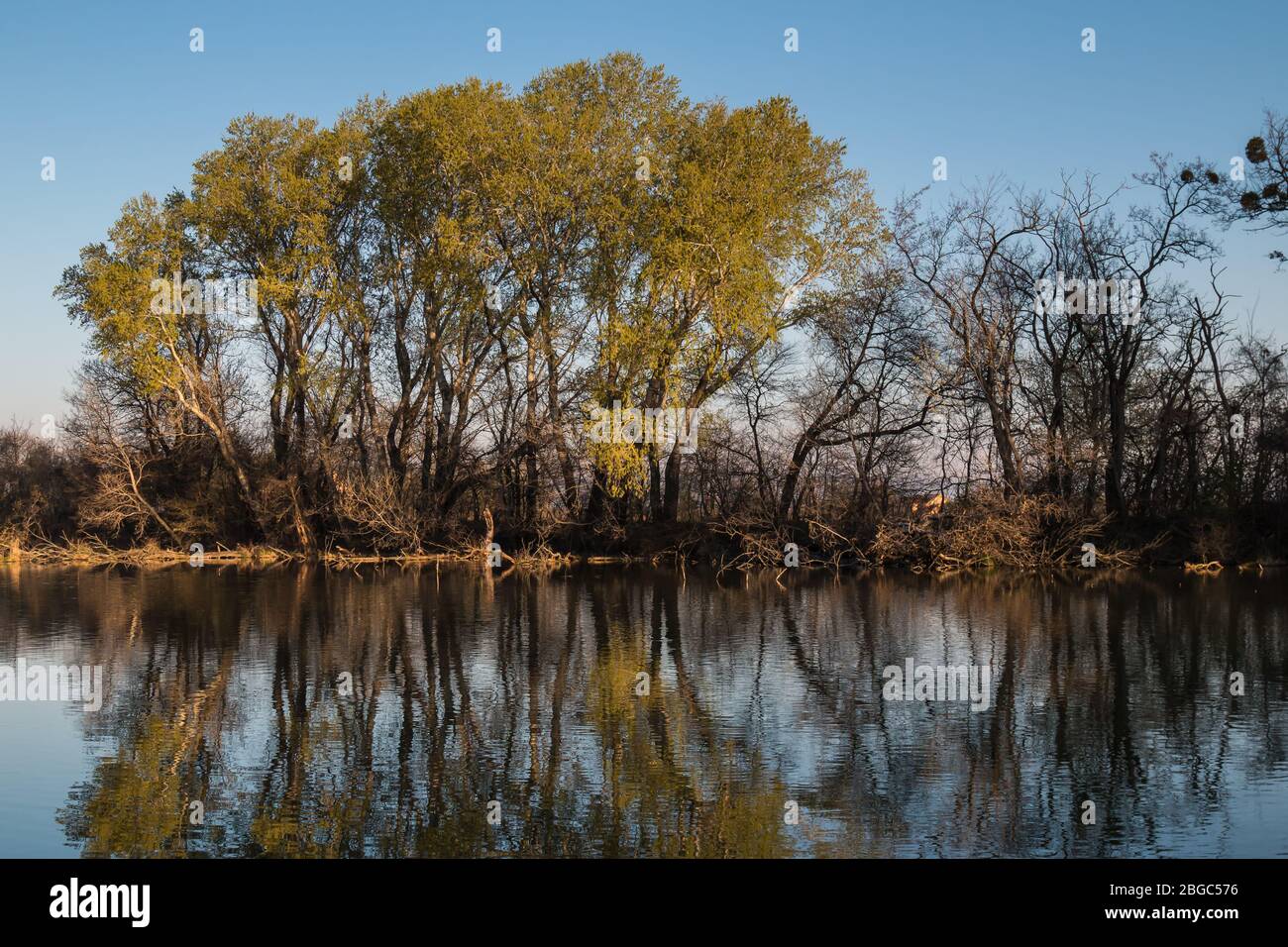 Morning in the early spring season at a Little Danube river, creating ...