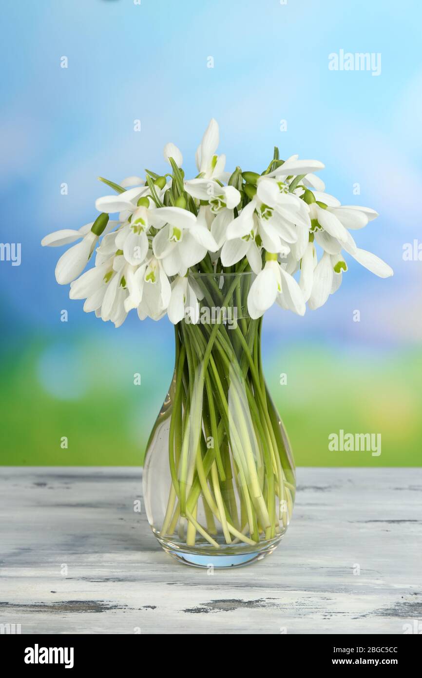 Beautiful snowdrops in vase on nature background Stock Photo - Alamy