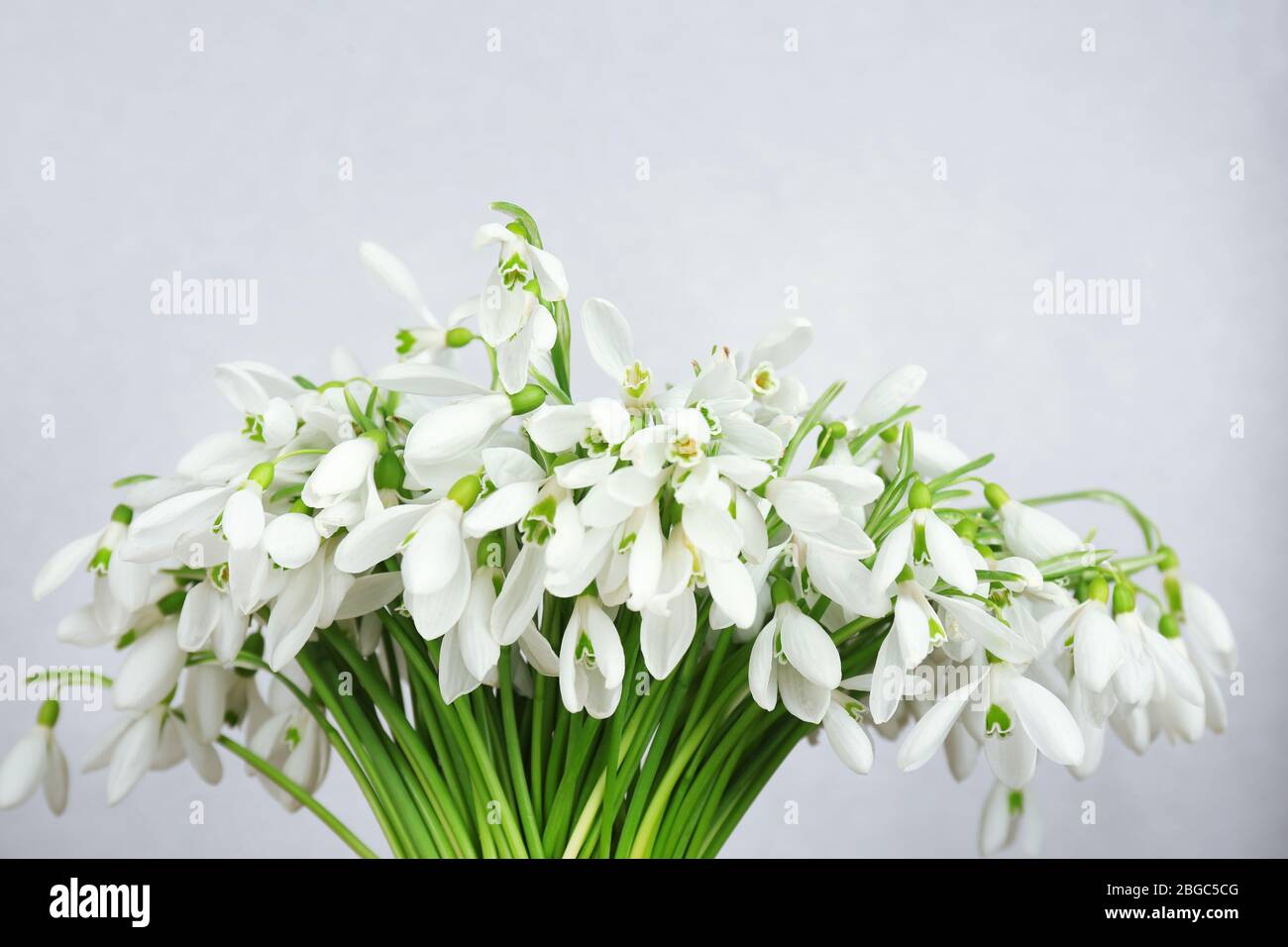 Beautiful snowdrops on grey background Stock Photo - Alamy