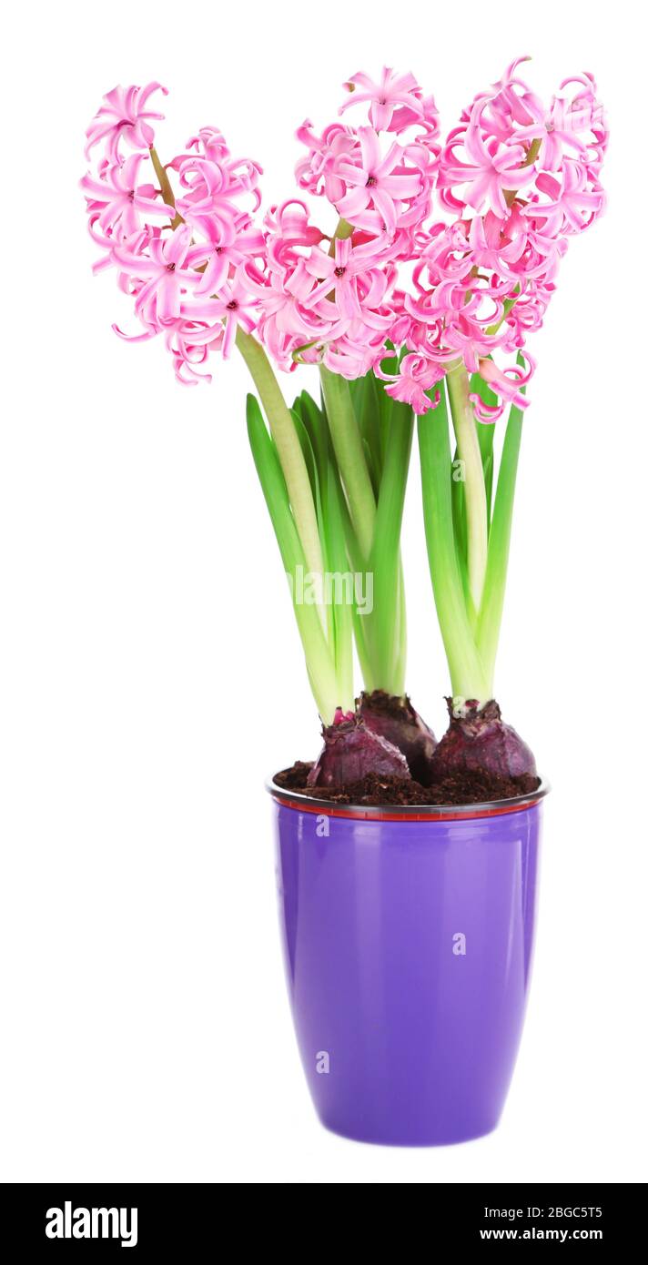 Hyacinth in pot isolated on white Stock Photo - Alamy