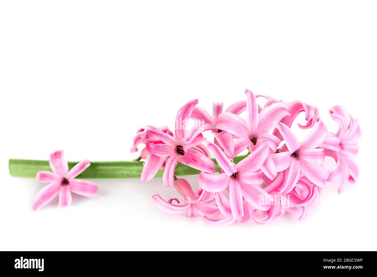 Pink tender hyacinth flowers Cut Out Stock Images & Pictures - Alamy