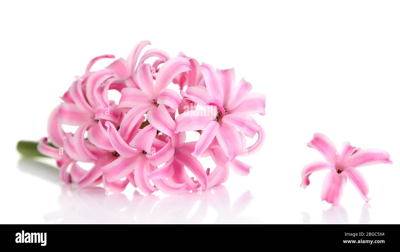 Pink tender hyacinth flowers Cut Out Stock Images & Pictures - Alamy