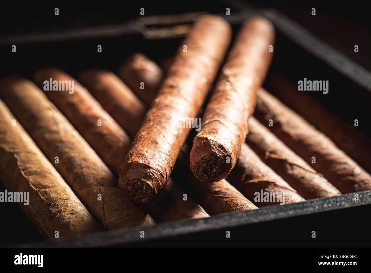Closeup of rich smelling cigars lay in wooden humidor Stock Photo - Alamy