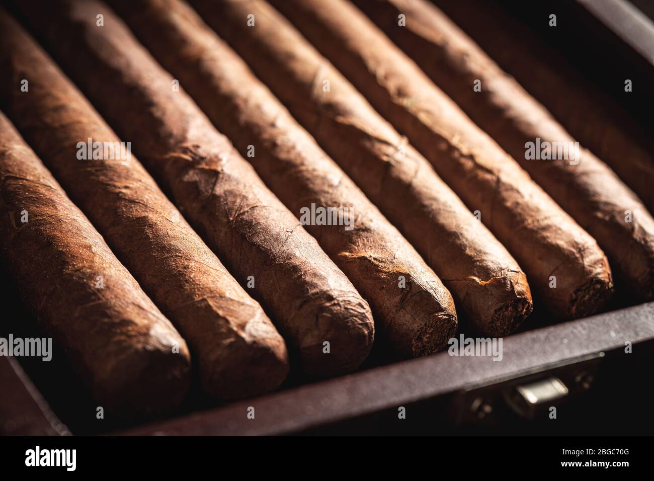 Closeu of rich smelling cigars in humidor Stock Photo - Alamy