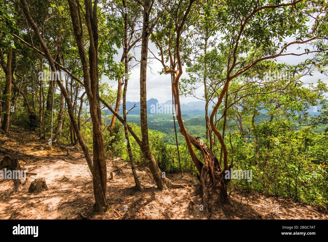 Hiking trail through forest with many leaves on path Stock Photo - Alamy