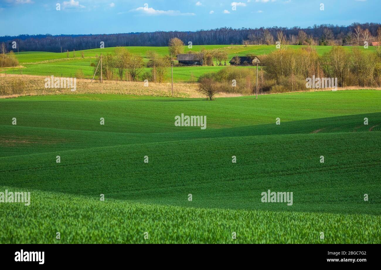 Spring Rolling Green Hills With Fields Of Wheat and village Stock Photo ...
