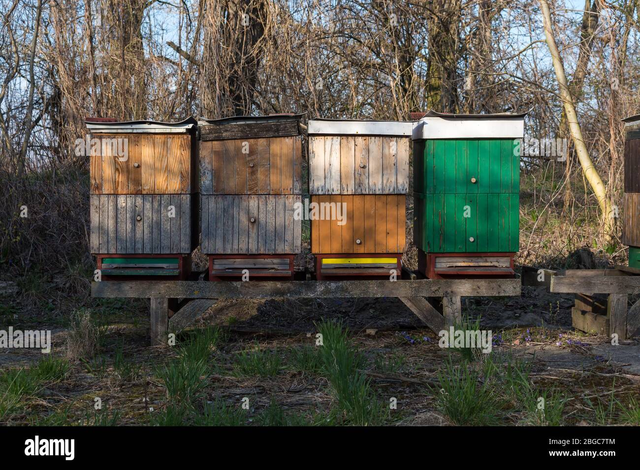 Colorful hives in a forest in an early spring, surrounded by trees ...