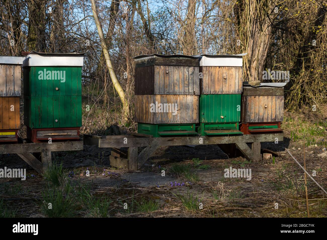 Colorful hives in a forest in an early spring, surrounded by trees ...