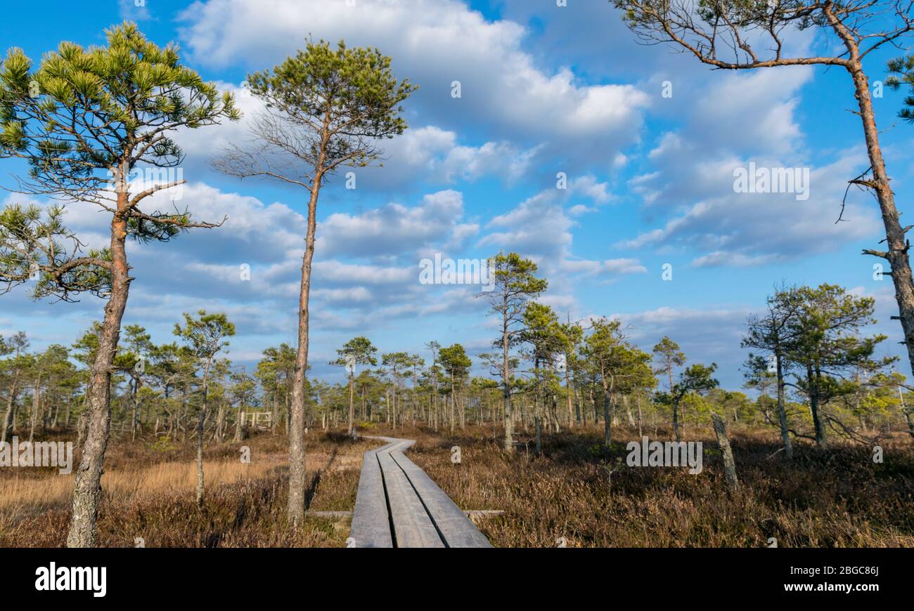 Wooden pathway through swamp wetlands with small pine trees, marsh ...