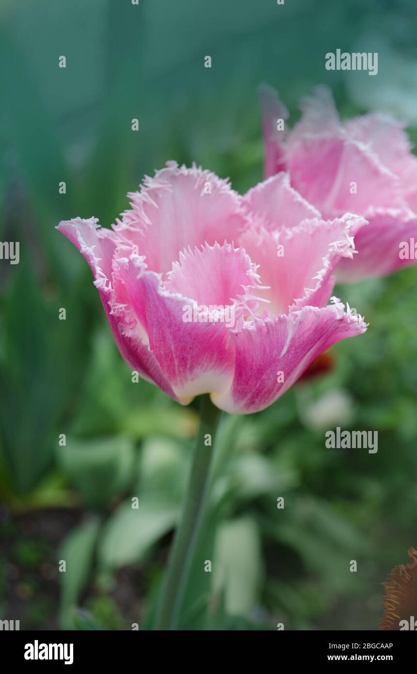 Pink white spring tulip blossom. Tulip New look fringed. Terry ...