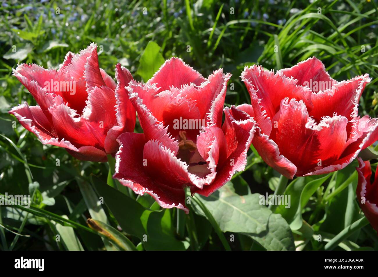 Fringed Tulip Queensland. Pink tulip fringed with white ragged edges ...
