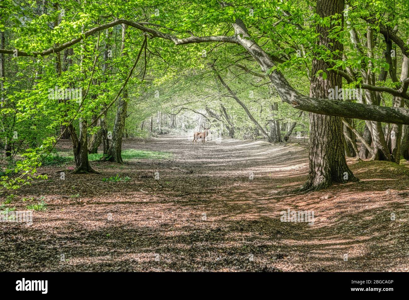 Beech forest path with a male deer hi-res stock photography and images ...