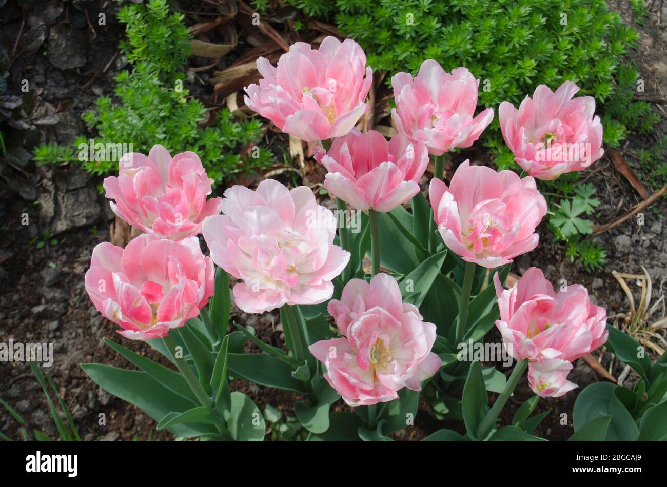 Double pink peony tulip Double Shirley in garden. Beautiful double pink ...