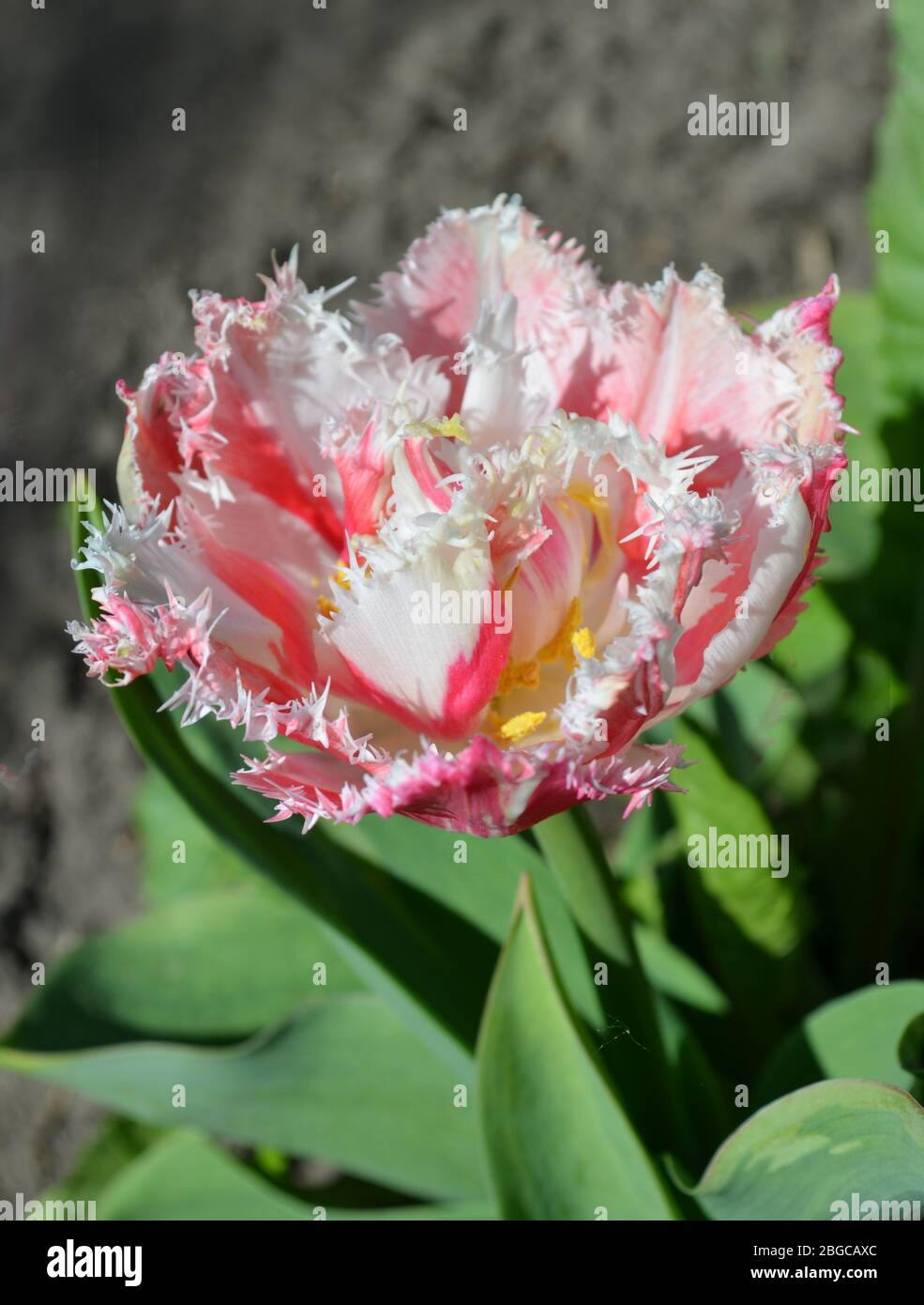 Fringed Tulip Queensland. Pink tulip fringed with white ragged edges ...