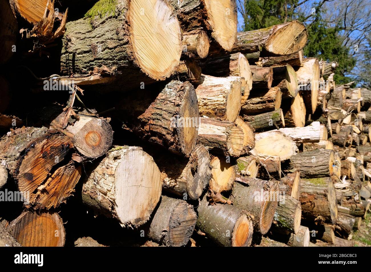 Timber wood stacks - Hazelborough Wood, Silverstone, Northamptonshire ...