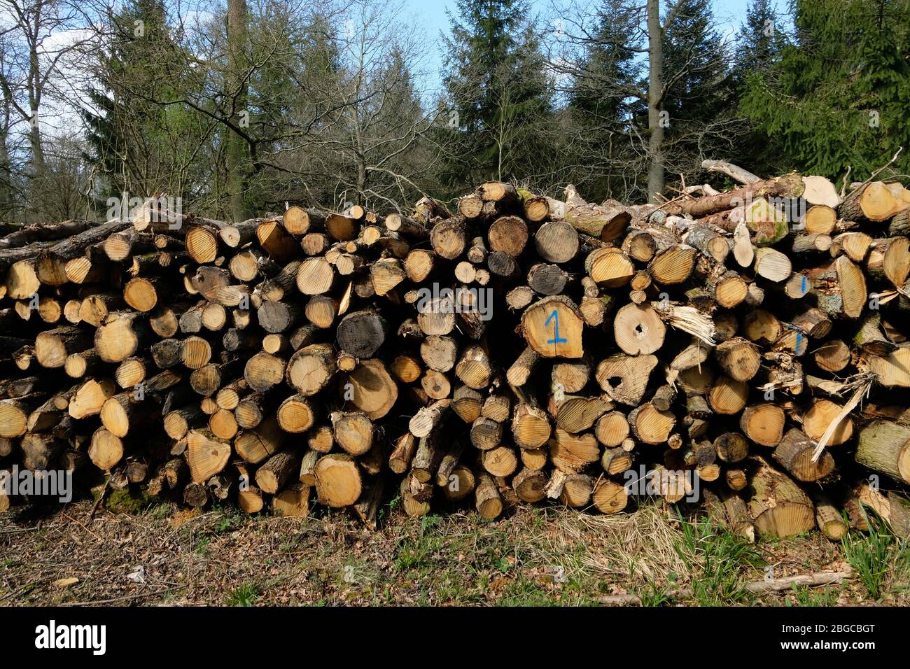 Timber wood stacks - Hazelborough Wood, Silverstone, Northamptonshire ...