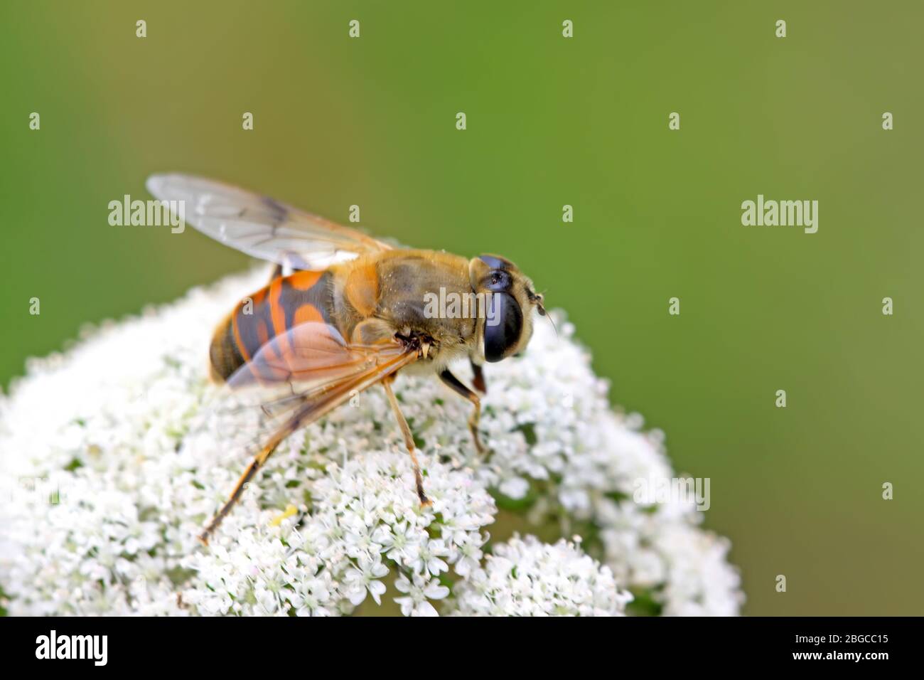 diptera syrphidae insects on the flowers, take photos in the natural ...