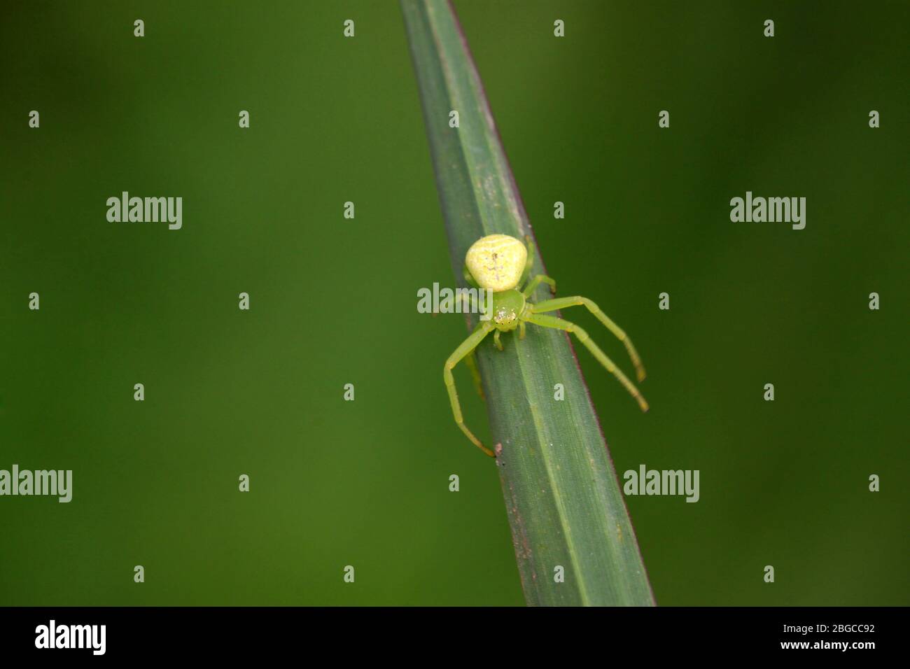 a kind of insects named crab spider, take photos in the natural wild ...