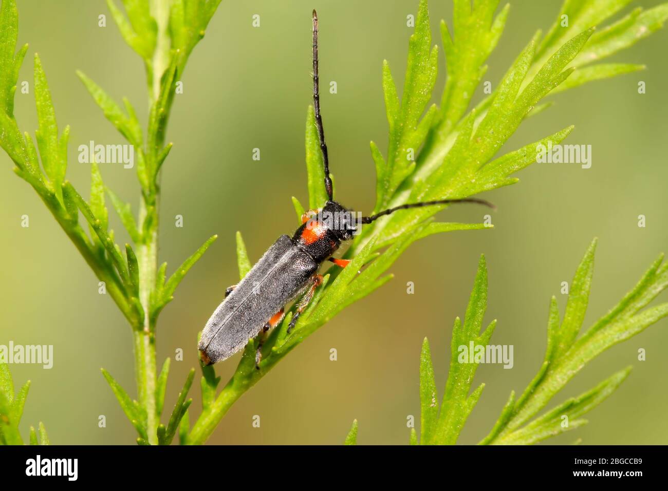 a kind of coleoptera cerambycidae insects, this insect with large ...
