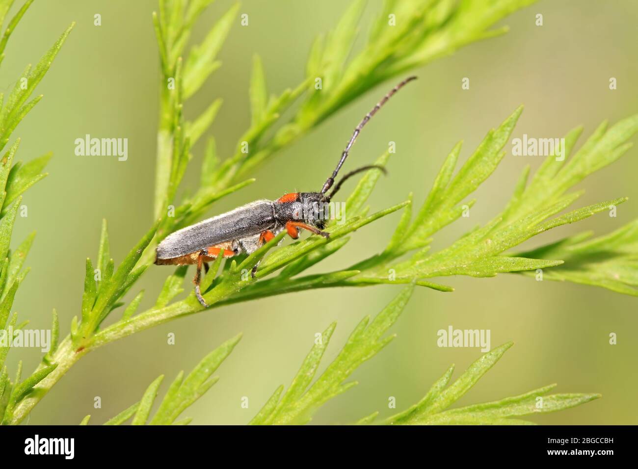 a kind of coleoptera cerambycidae insects, this insect with large ...