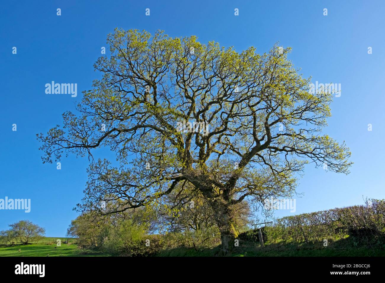 Welsh countryside hi-res stock photography and images - Alamy